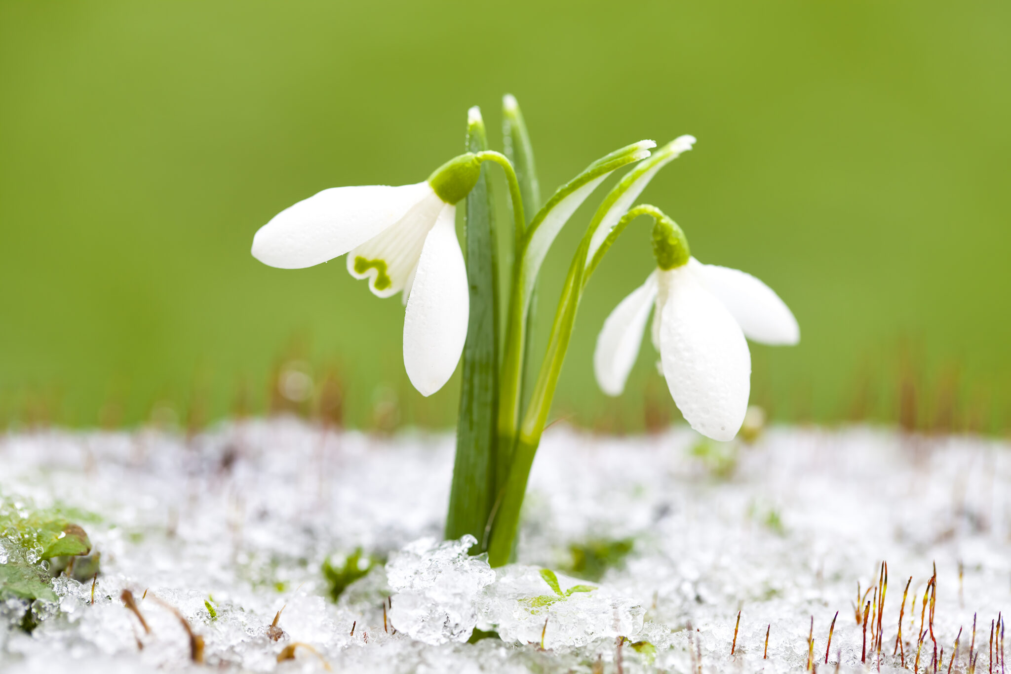 100 January Baby Names Perfect for Winter Babies - Bramble Baby Names
